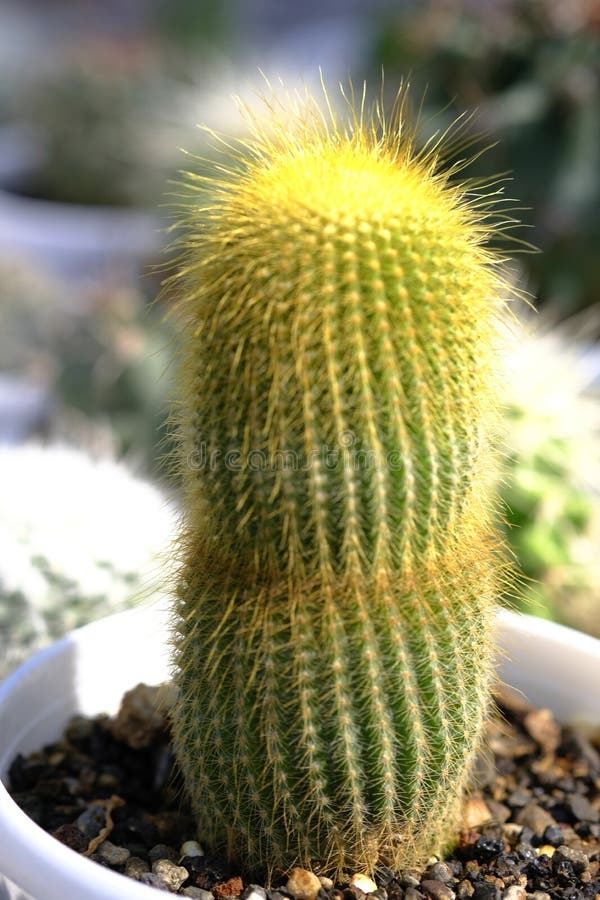 Group of Various Indoor Cacti and Succulent Plants in Pots, Beautiful ...