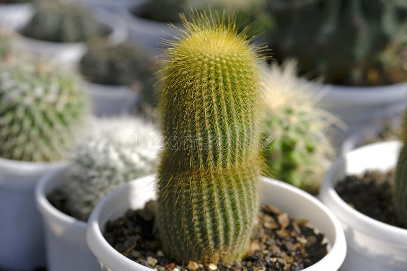 Group of Various Indoor Cacti and Succulent Plants in Pots, Beautiful ...