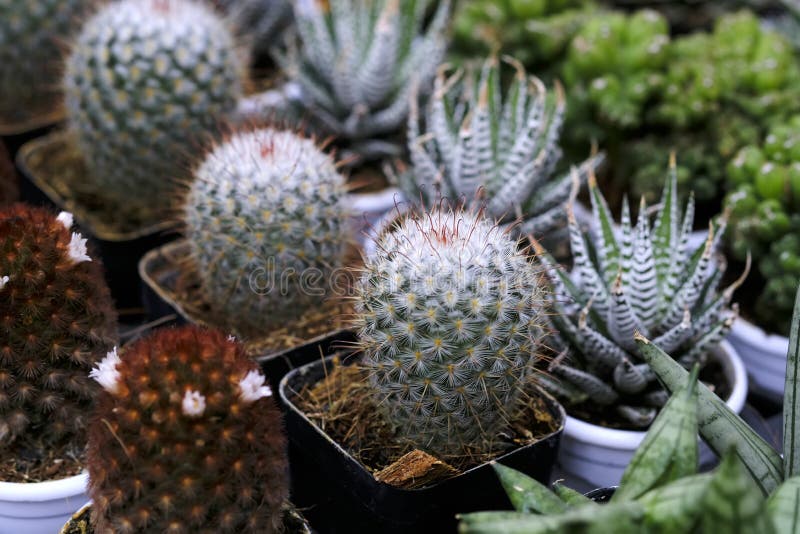 Group of Various Indoor Cacti and Succulent Plants in Pots, Beautiful ...
