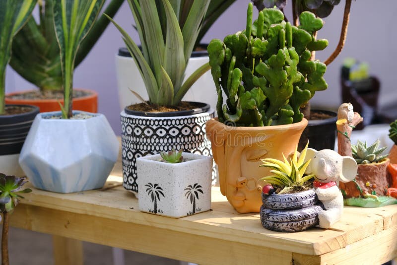 Group of Various Indoor Cacti and Succulent Plants in Pots, Beautiful ...