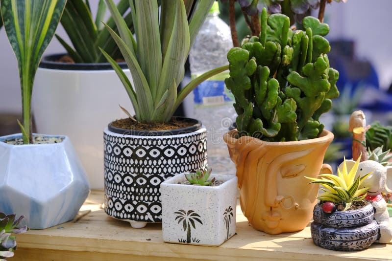 Group of Various Indoor Cacti and Succulent Plants in Pots, Beautiful ... Group of Various Indoor Cacti and Succulent Plants in Pots, Beautiful ...