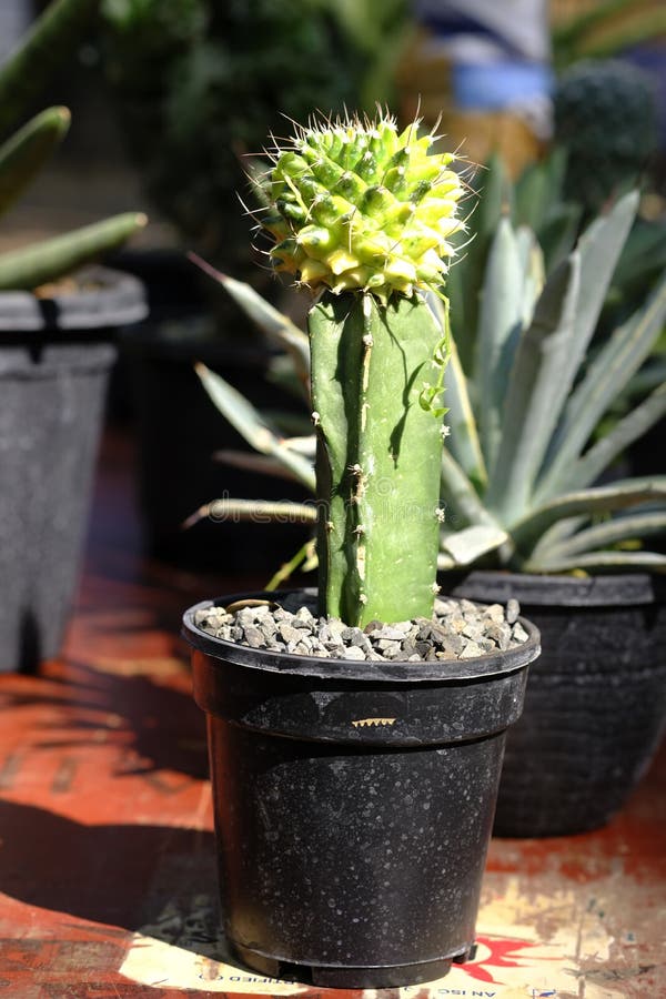 Group of Various Indoor Cacti and Succulent Plants in Pots, Beautiful ...