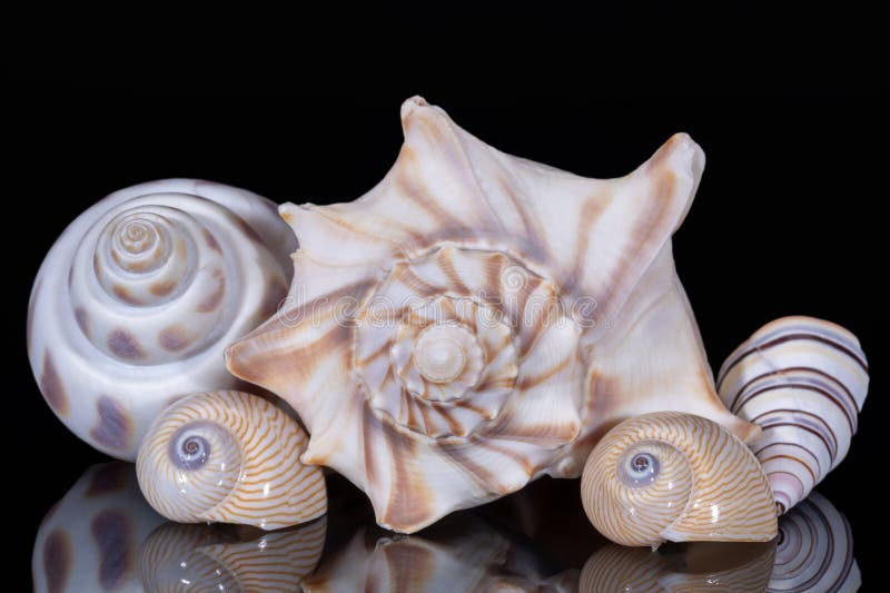 Group of Various Sea Shells Isolated on a Black Background, Mirror ...