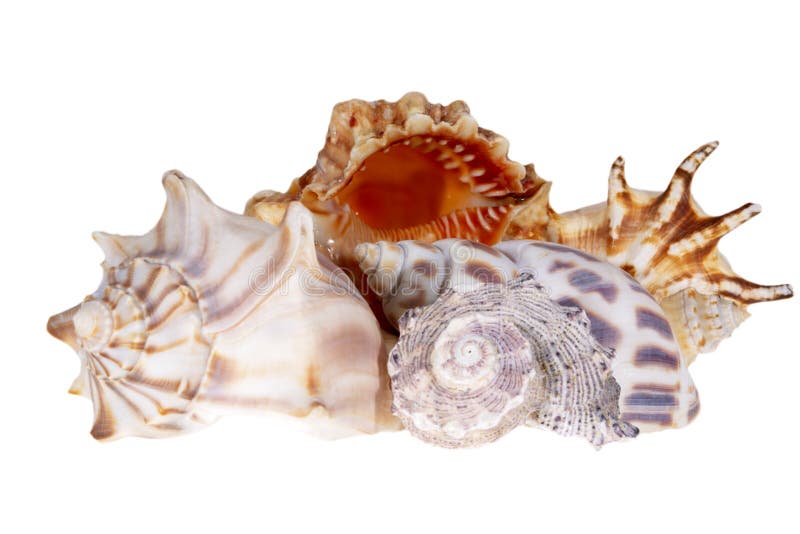 A Group of Various Sea Shells Isolated on White Background, Close Up ...
