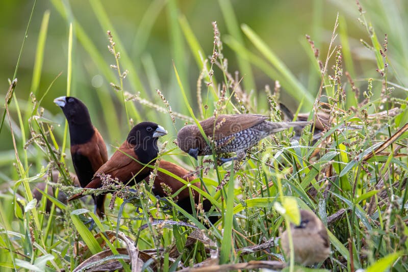 Group of Various Types of Birds Pipits Standing on Grass at Paddy Field ...
