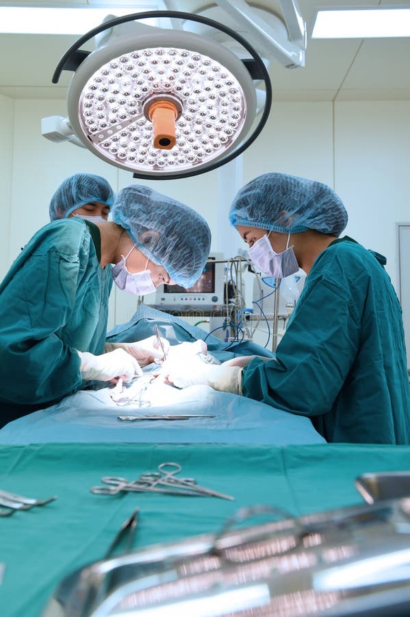 Group of Veterinarian Surgery in Operation Room Stock Image - Image of ...
