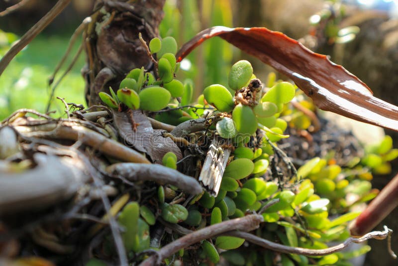 Group of vines roots stock photo. Image of shrub, green - 226965144