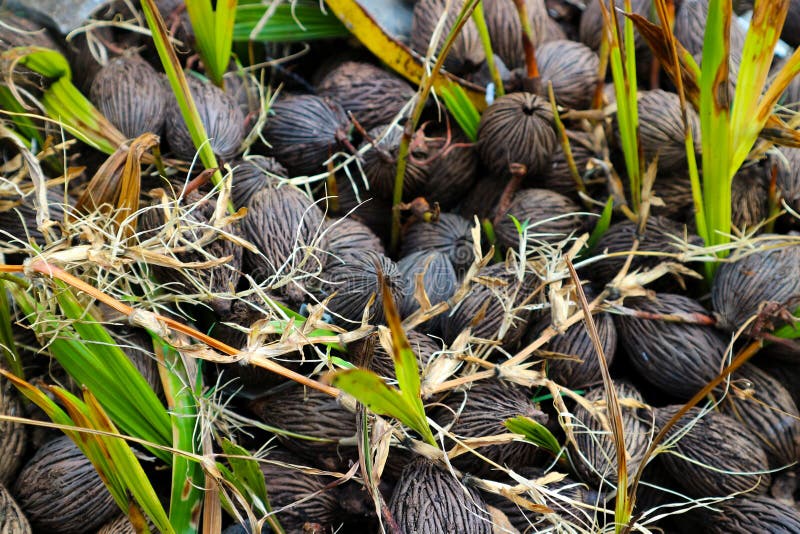 Group of vines roots stock image. Image of wildlife - 226968035