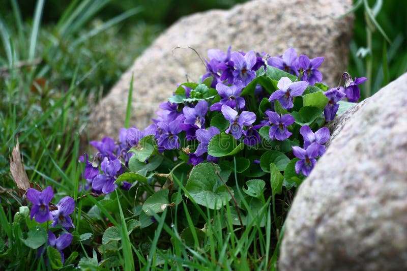 Group of Violas among Stones. Stock Image - Image of petals, small ...
