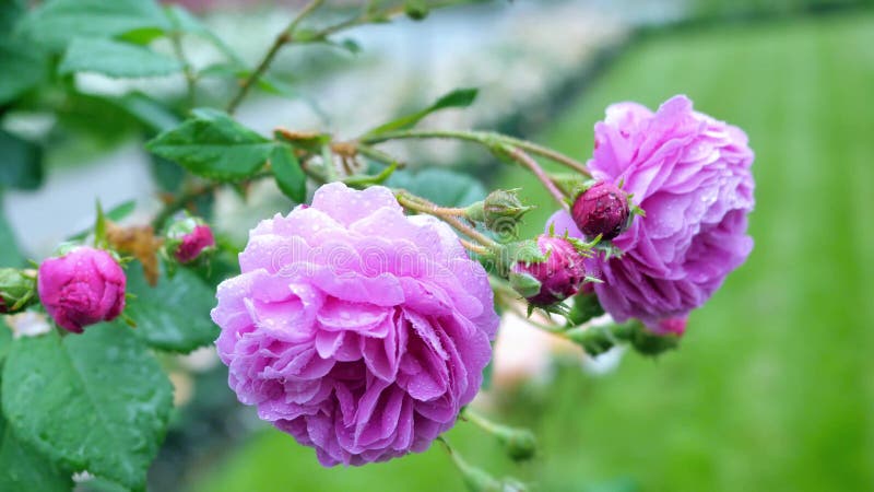 A Group of Violet Blooming Roses Stock Image - Image of pink ...