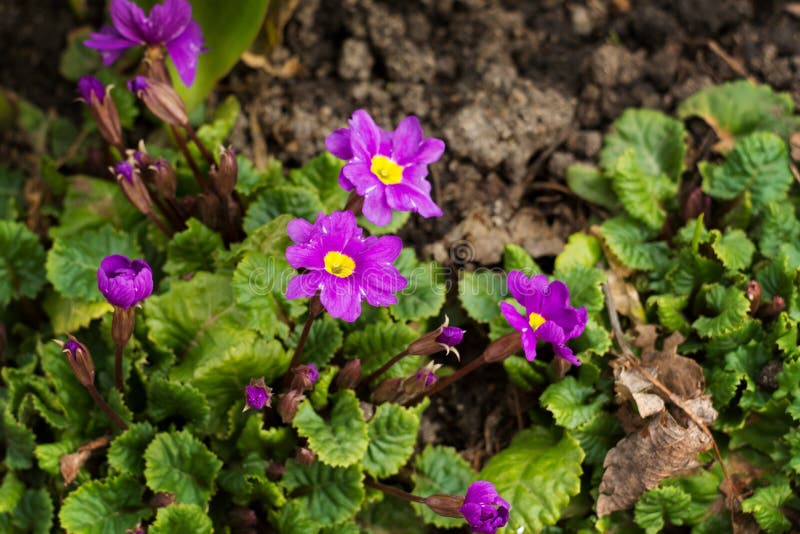 Group of Violets on a Spring Bed Close Up Stock Image - Image of ...