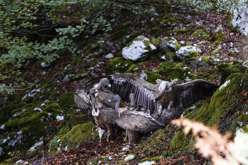 Group of Vultures in the Beech Forest Starting a Dead Sheep. the Leader ...