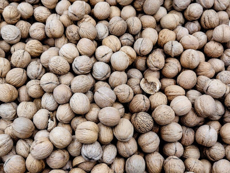 Group of Walnuts in the Shell Stock Photo - Image of shell, group ...