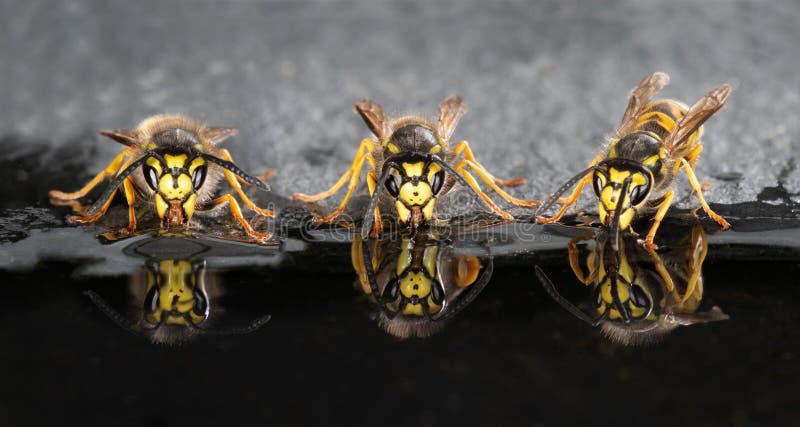 Group of Wasps drinking stock image. Image of yellow - 190207117