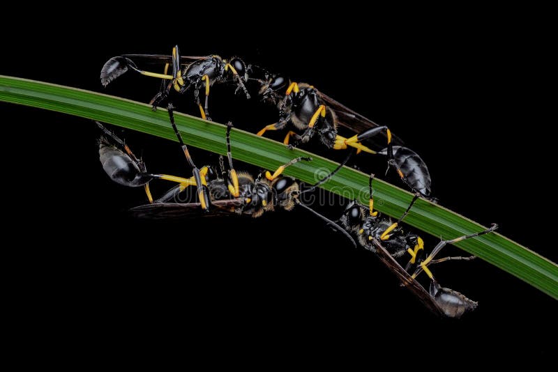 Group of Wasps on Green Blade in Close-Up Against Black Background ...