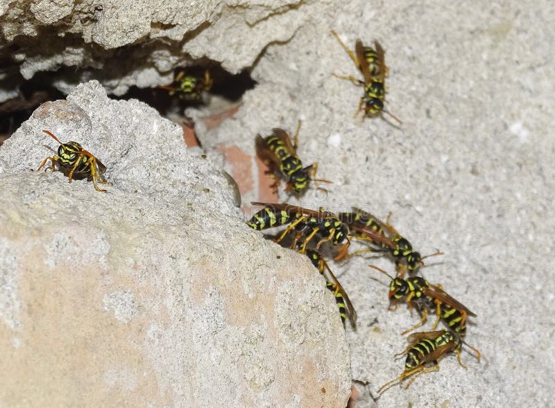 Group of Wasps on a Wall. in Romania Stock Photo - Image of macro ...