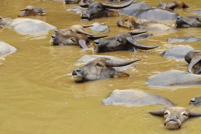 Group of water buffalo stock image. Image of south, bush - 25052557