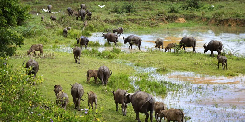 Group of buffalo in field stock photo. Image of animals - 217776478