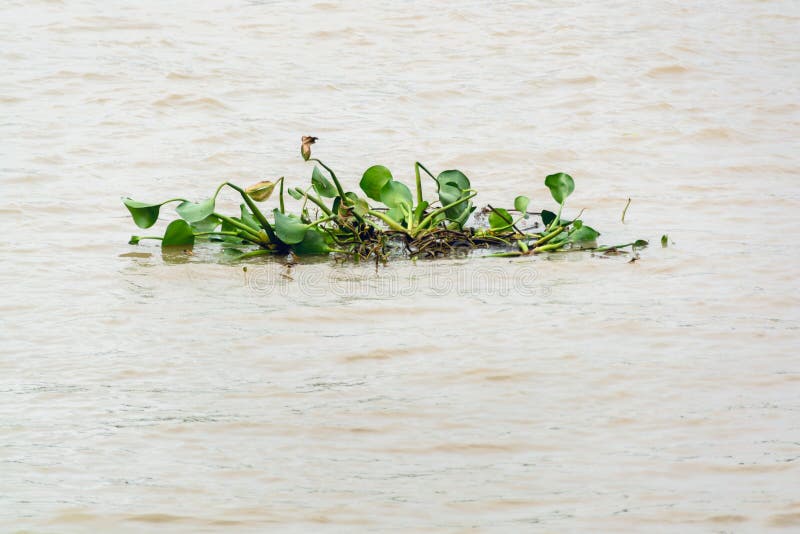 A Group of Water Hyacinth Plants in River Stock Image - Image of ...