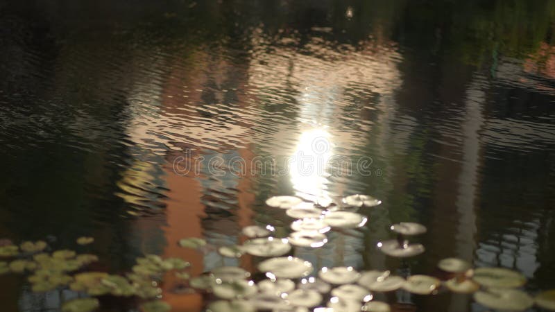 Group of Water Lilies Floating on Lake Surface and Solar Reflection on the Water Surface. Stock ...