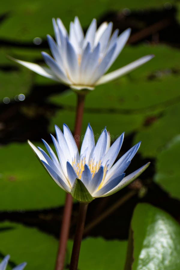 A Group of Water Lilies in a Pond Stock Image - Image of plant ...