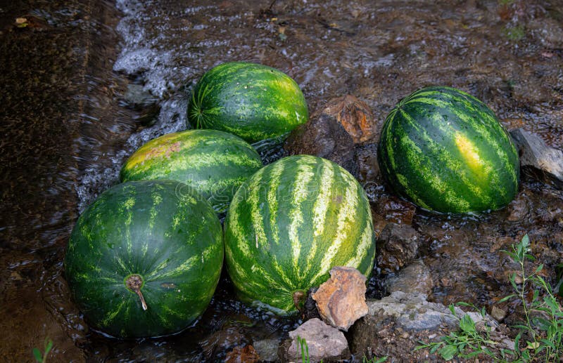 Cooling Watermelon River Stock Photos - Free & Royalty-Free Stock ...