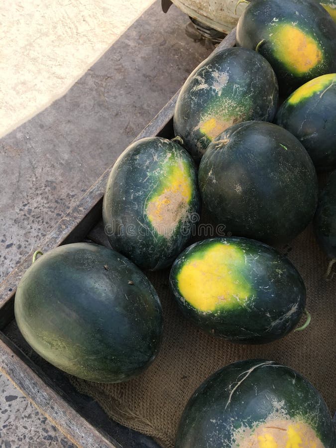 Group of watermalon stock photo. Image of seed, background - 89679842