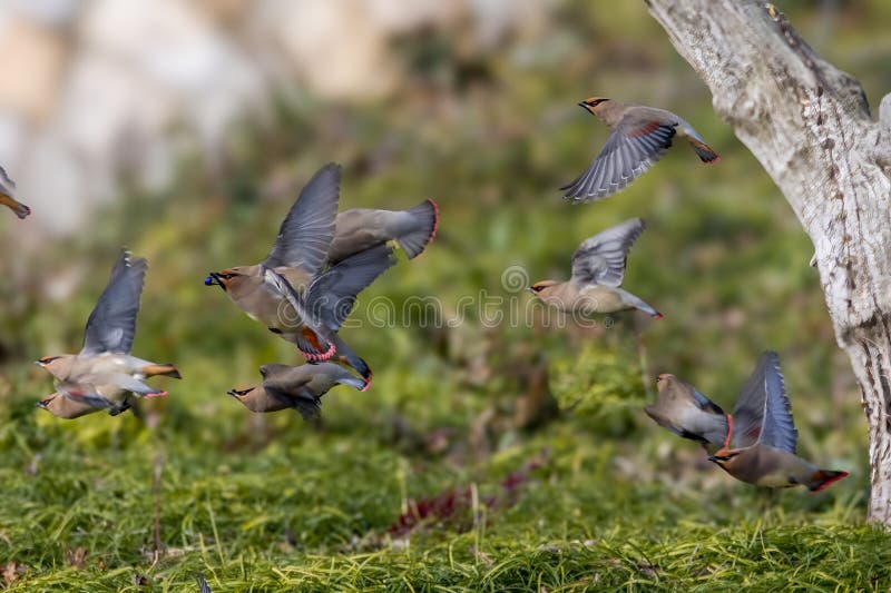 Group of Waxwing Bird Rise Up from the Ground Stock Photo - Image of ...