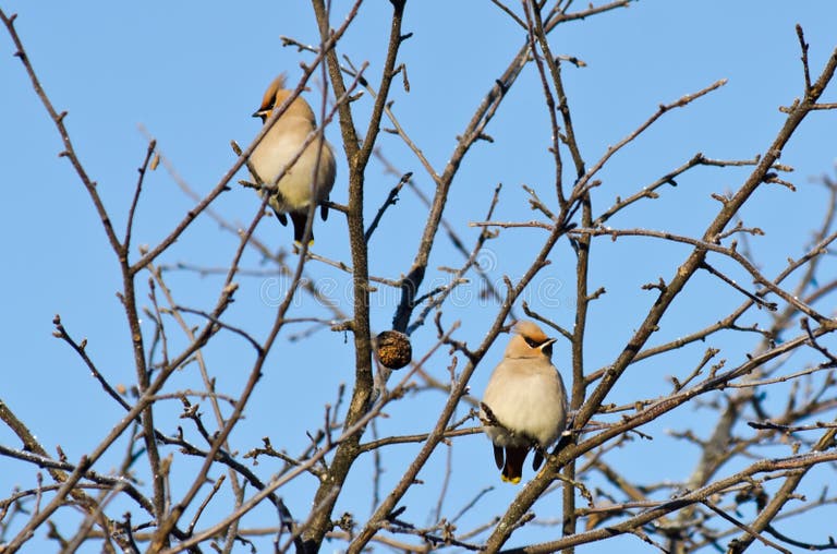 200 Covey Tree Stock Photos - Free & Royalty-Free Stock Photos from ...