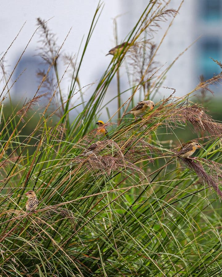 A Group of Weaver Birds Resting Stock Image - Image of bird, bough ...
