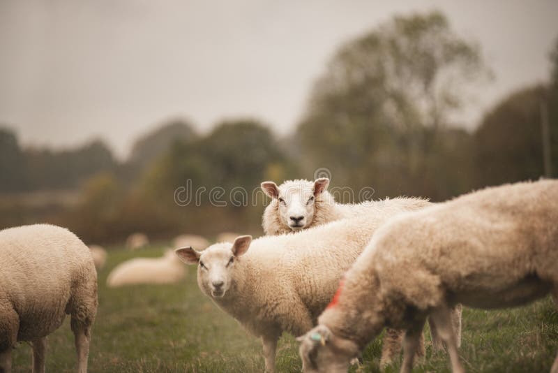 Group of Welsh Mountain Sheep Grazing in a Field Stock Photo - Image of ...