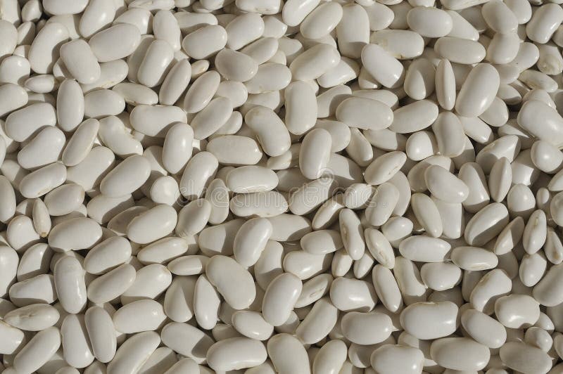 Photography of White Dry Common Beans Phaseolus Vulgaris Stock Image ...