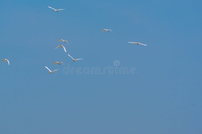 Group of Birds Flying in Blue Sky Stock Photo - Image of flock, white ...