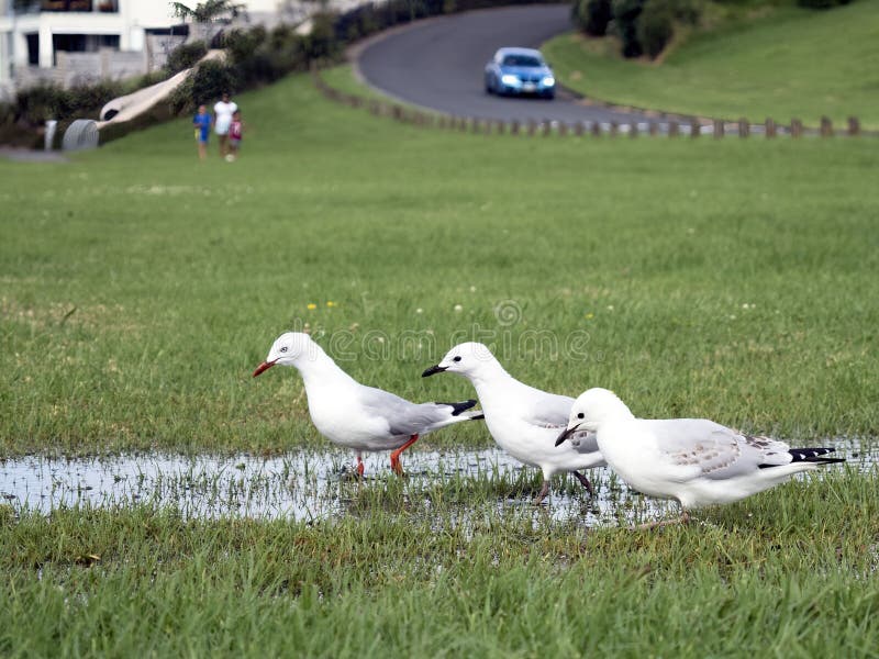 A Group of White Birds Standing in the Middle of a Field Stock Image ...