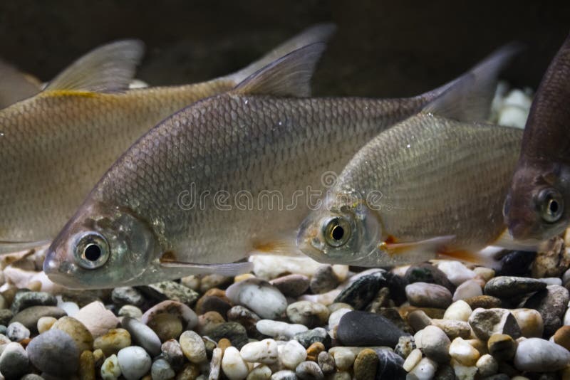 Group of White Bream in the Water Stock Image - Image of fish, water ...