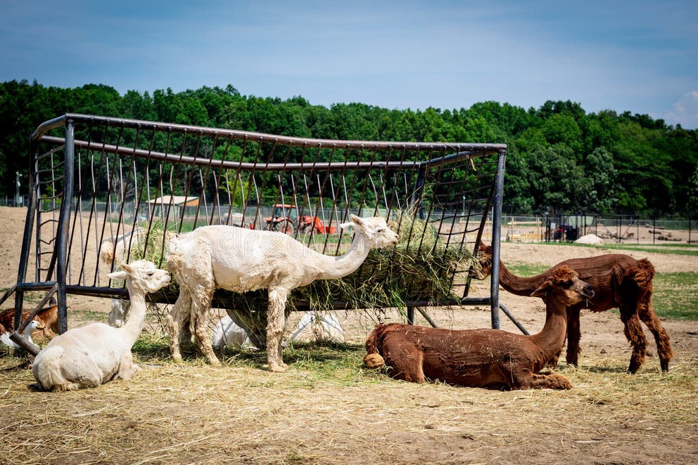Group of White and Brown Llamas on the Farm Stock Photo - Image of ...