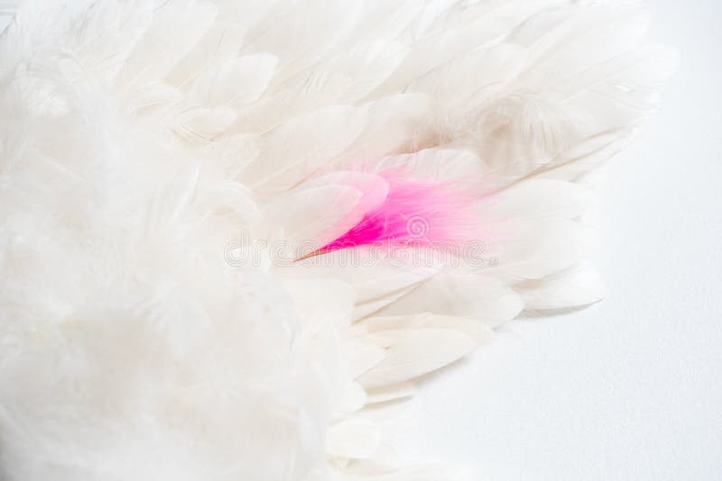 A Group of White Clean Feathers. and One Pen of a Different Color. the ...