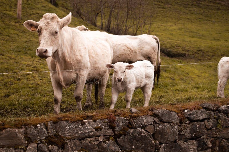 Group of White Cows Standing in a Lush Green Pasture on the Hill Stock ...