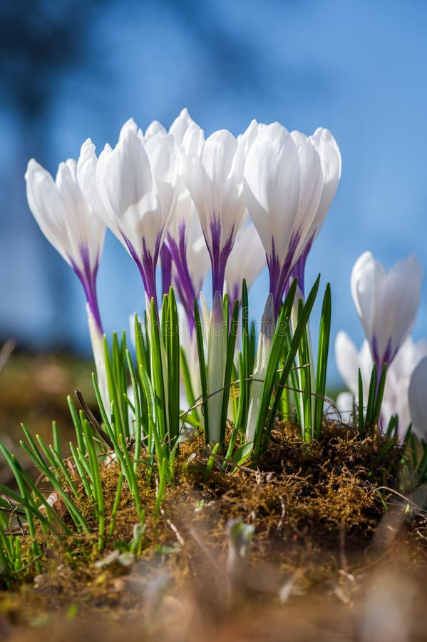 Group White Crocus on the Garden . Stock Photo - Image of springtime ...