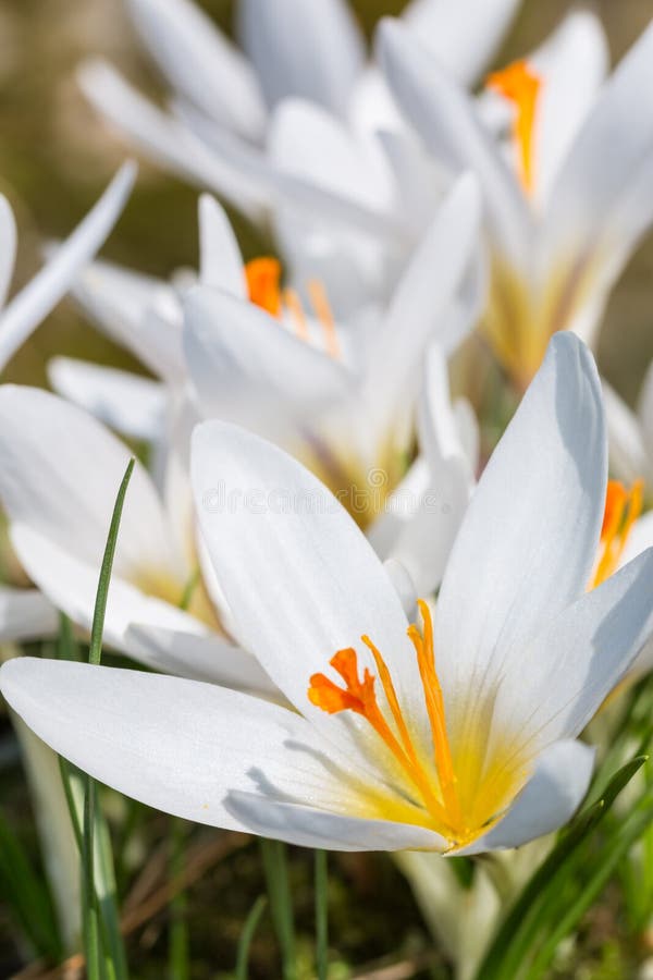 Group of crocuses stock image. Image of flowering, crocus - 176333033