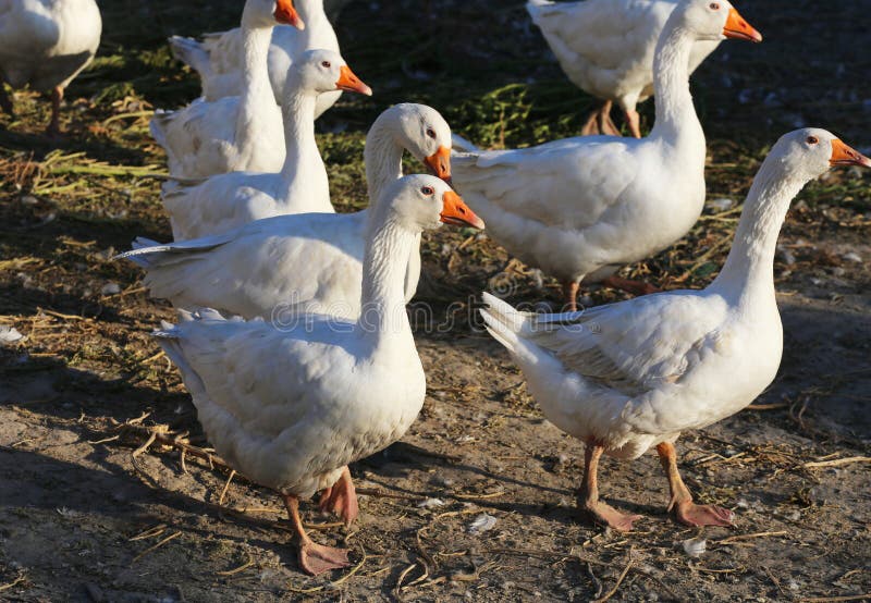 Group of White Domestic Geese at Poultry Yard. Stock Photo - Image of ...