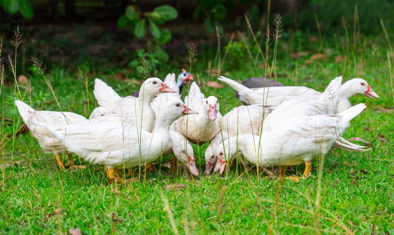 Group of white duck stock photo. Image of lake, livestock - 62620964