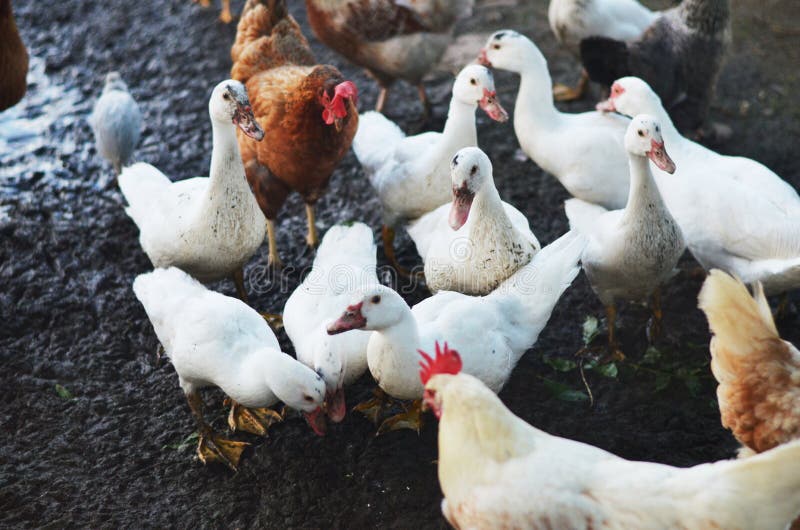 345 Farm Chicken Mud Stock Photos - Free & Royalty-Free Stock Photos ...