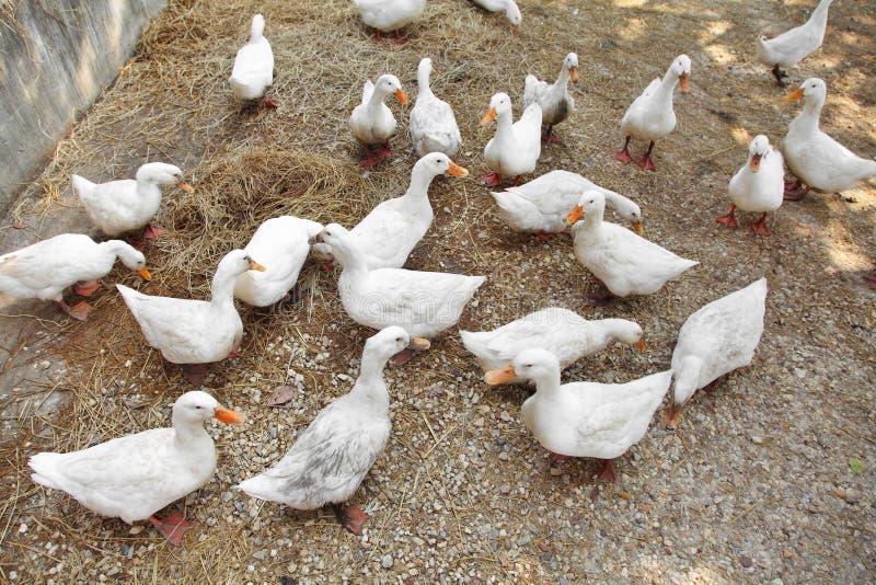 Group of White Ducks in a Farm Stock Image - Image of dirty, group ...