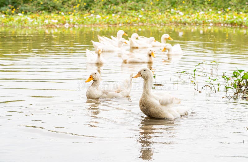 Group of White Farm Ducks Swimming in the Pool Stock Image - Image of ...