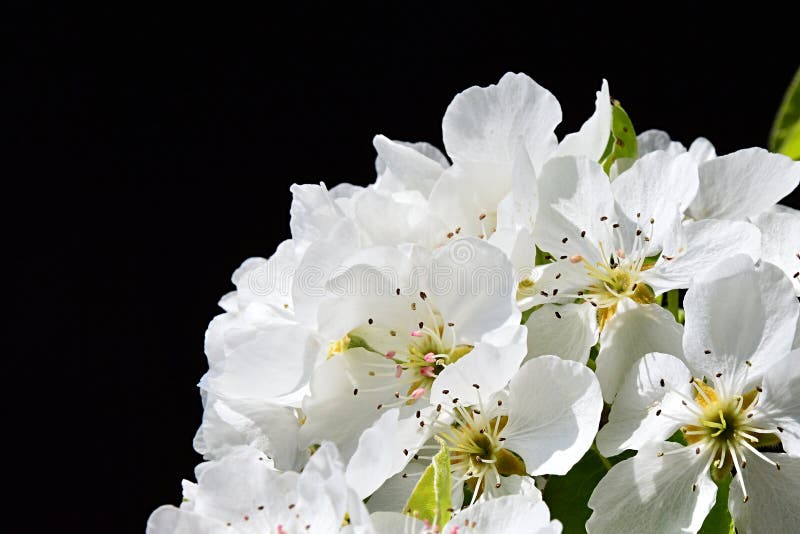 Group of White Flowers of Cherry Tree Prunus Avium on Dark Background ...