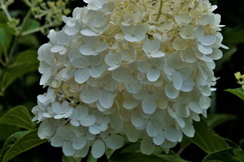 A Group of White Flowers in a Large Bunch. Stock Photo - Image of ...