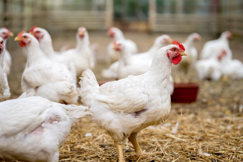 Group of White Free Range Chicken, Broilers Farm. Stock Image - Image ...