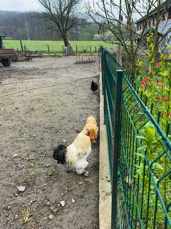 Group of White Free Range Chicken,broilers Stock Image - Image of ...