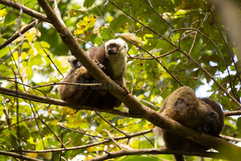 Group of White-fronted Lemur, Eulemur Albifrons, Resting on a Tree, the ...